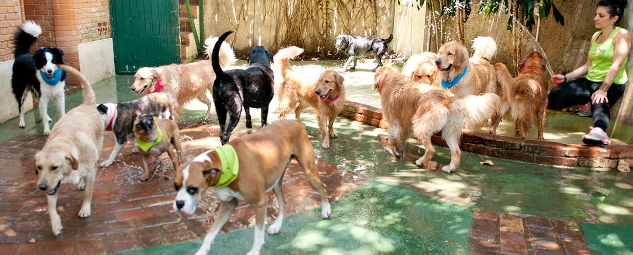 A Dog Adventure Centro de Comportamento Canino | Hotel/Creche para cães ...