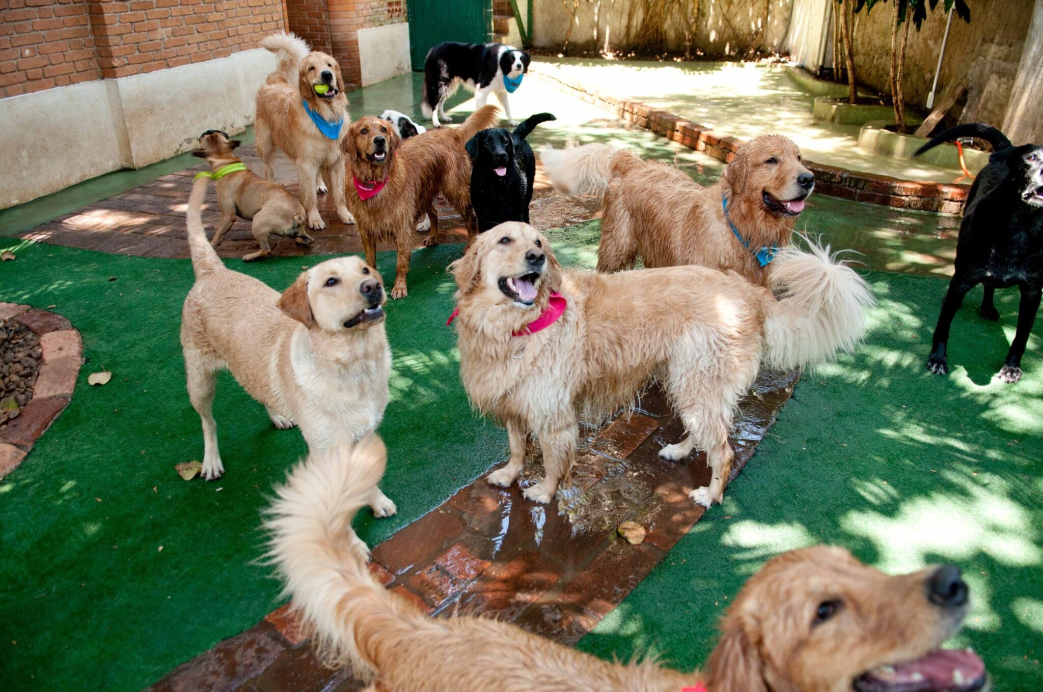 Creche Para Cachorro daycare Canino Hotel Creche Para C es Dog