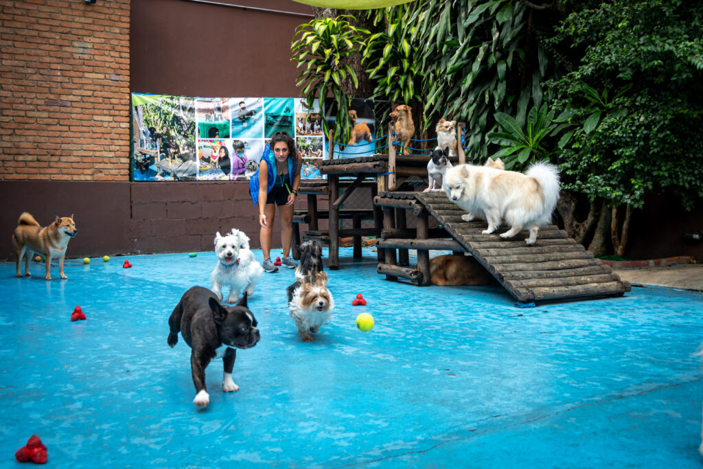 10 benefícios que a creche para cachorros pode oferecer | Hotel/Creche ...