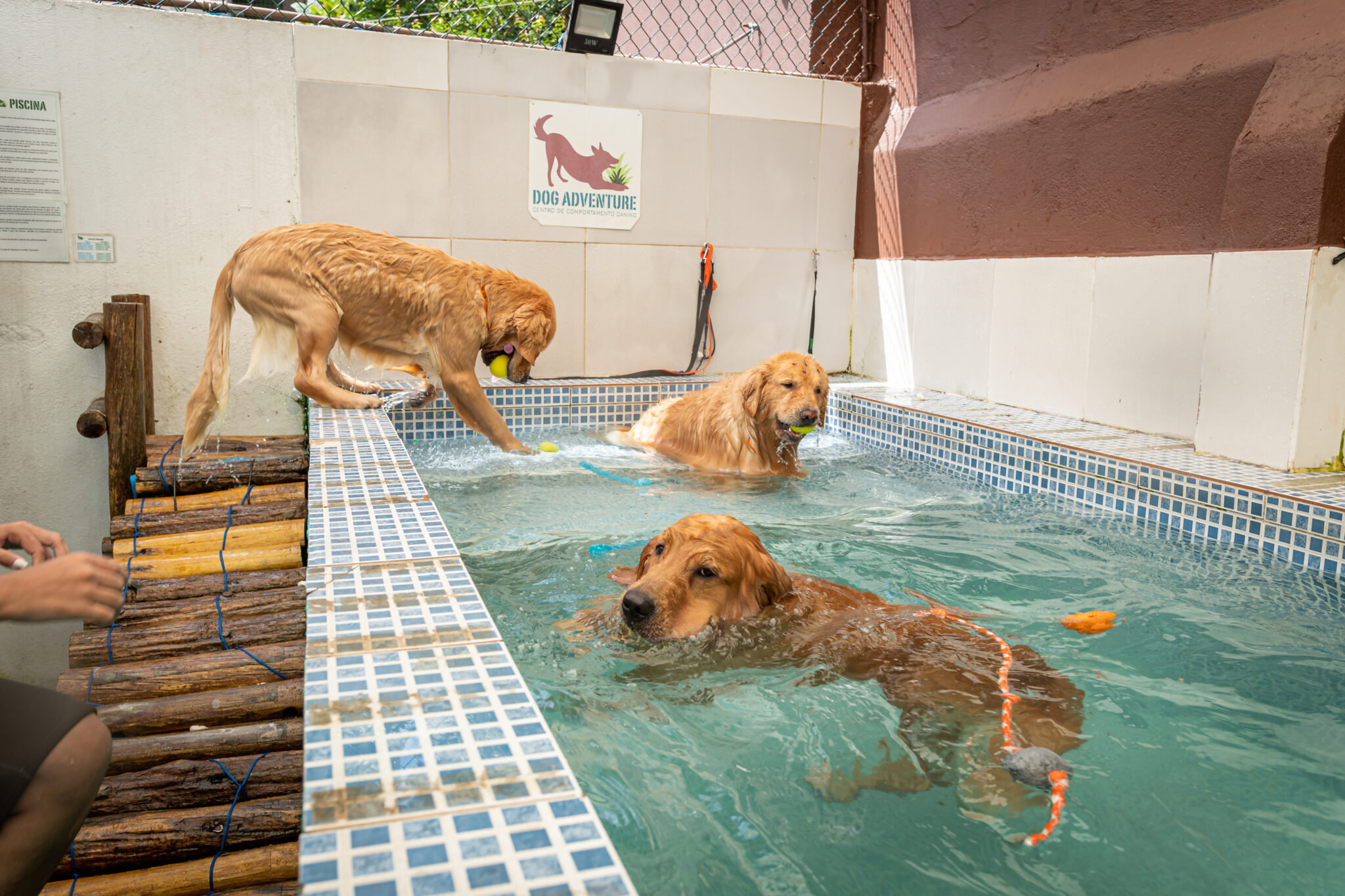 10 benefícios que a creche para cachorros pode oferecer | Hotel/Creche ...